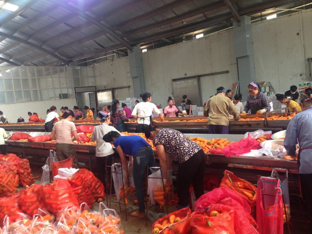 VIETNAM FRESH CARROT - ElmarSpices Company
