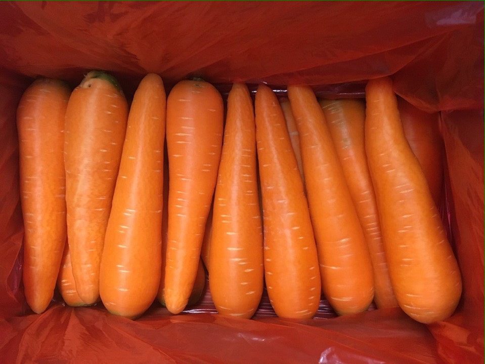 VIETNAM FRESH CARROT - ElmarSpices Company