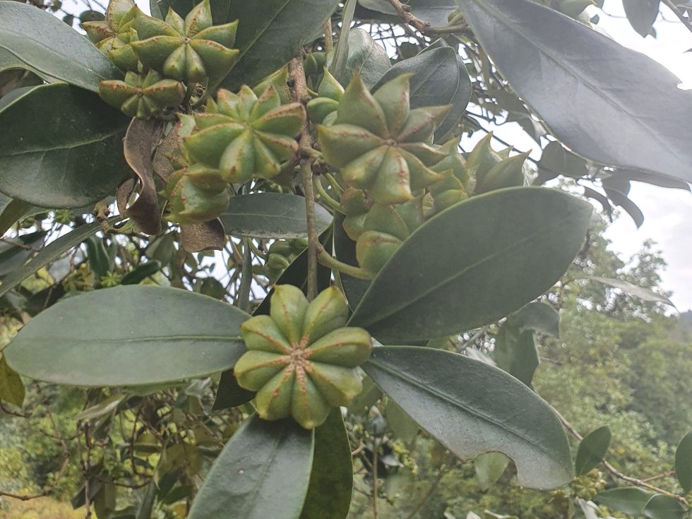 THE BENEFITS OF STAR ANISE