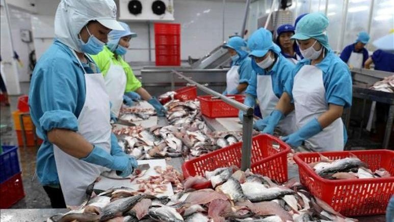 TIEN GIANG: THE PRICE OF CATFISH HAS INCREASED COMPARED TO THE LAST YEARS
