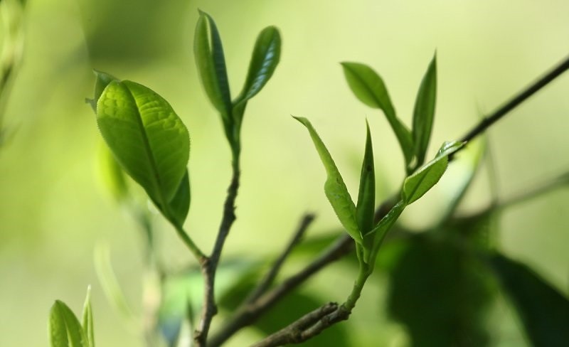 SNOW SHAN TEA COMPLEX IS RECOGNIZED AS A VIETNAMESE HERITAGE