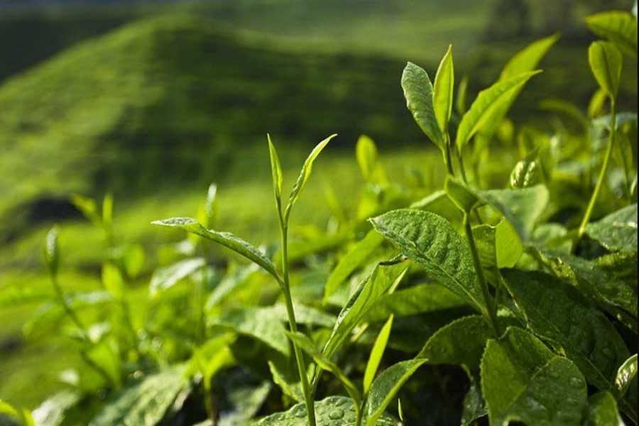 VIETNAM IS LEADING IN TEA EXPORT TO TAIWAN