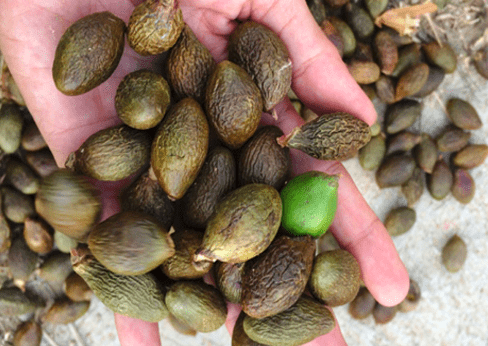 WHAT ARE THE USES OF MALVA NUT?