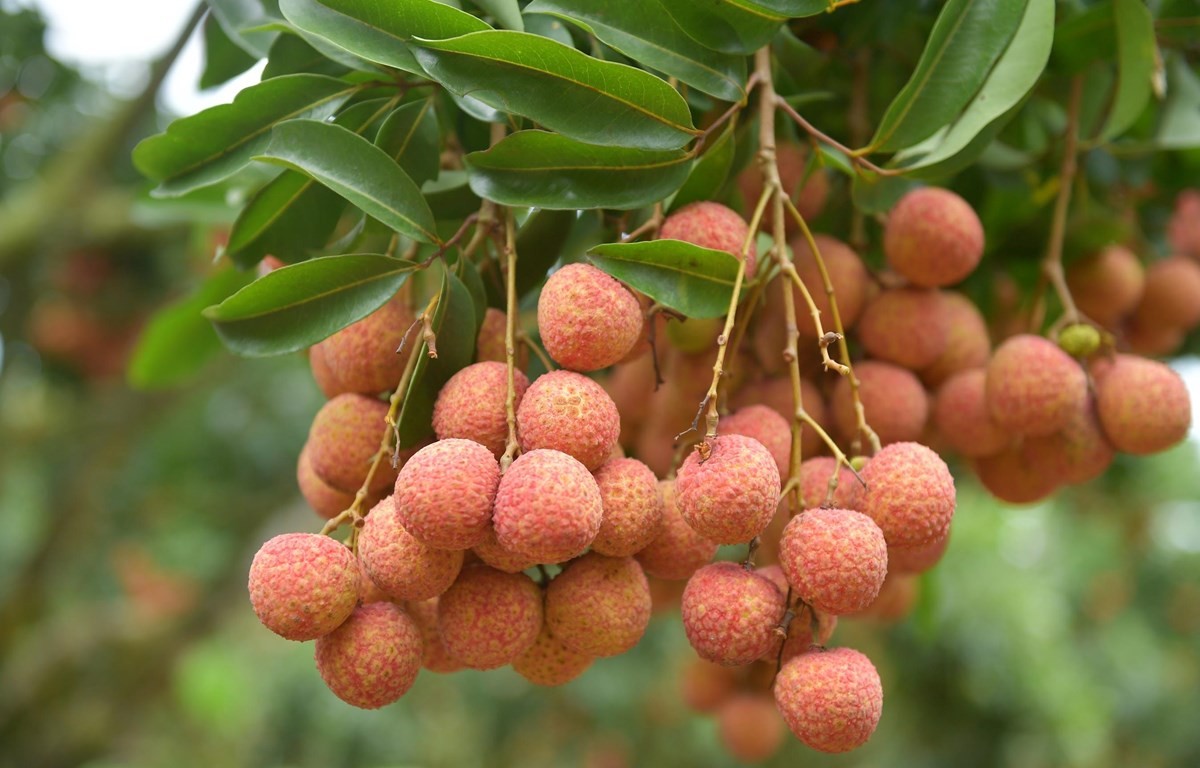 FARMERS ARE EXCITED ABOUT THE LYCHEE SEASON