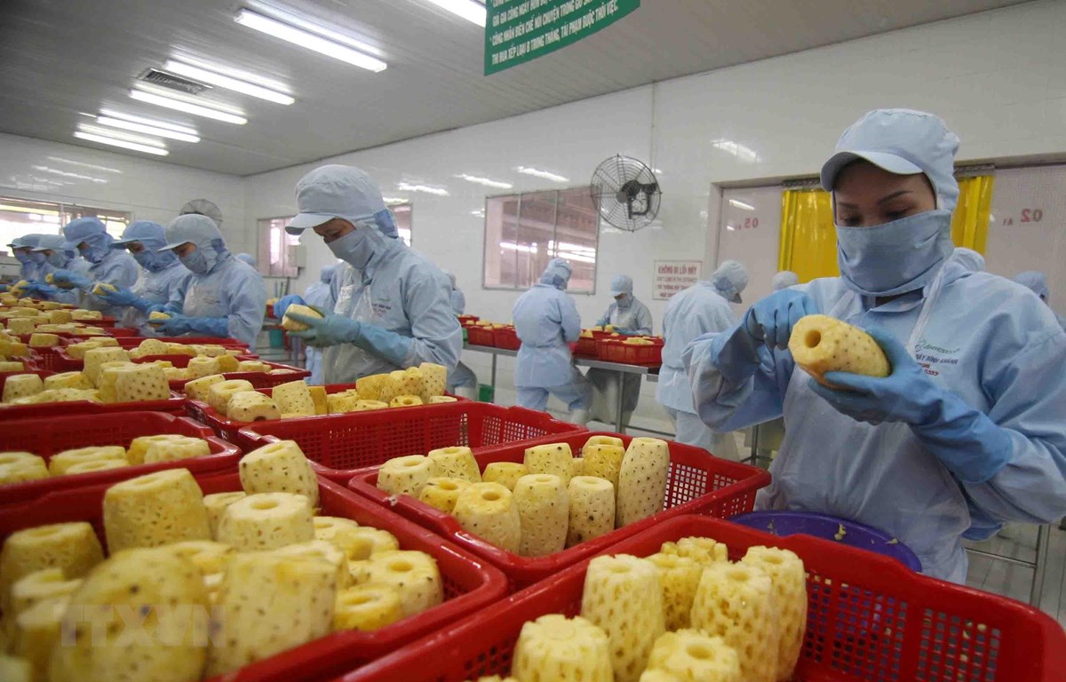 VEGETABLES PROCESSING CAPACITY IS LIMITED, EXPORTS “DROP” BILLIONS OF ...