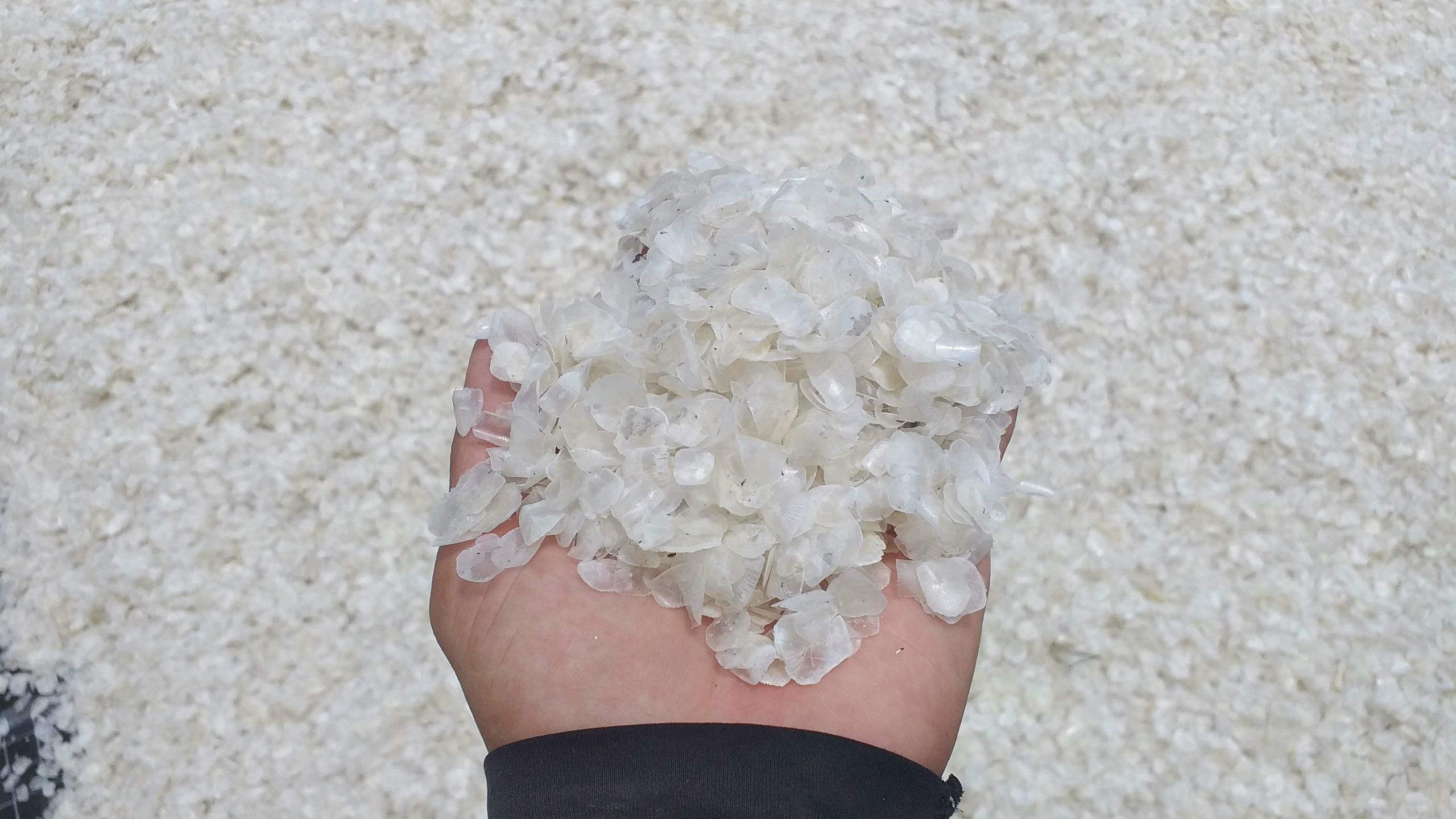 MYSTERY OF TRADERS COMPETING TO BUY FISH SCALES