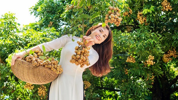 NEARLY 10 TONNES OF VIETNAMESE LONGAN ENTERED AUSTRALIA