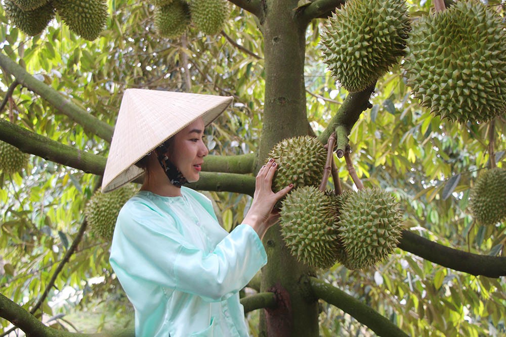 DAK LAK EXPORTED ITS FIRST OFFICIAL BATCH OF DURIAN TO CHINA