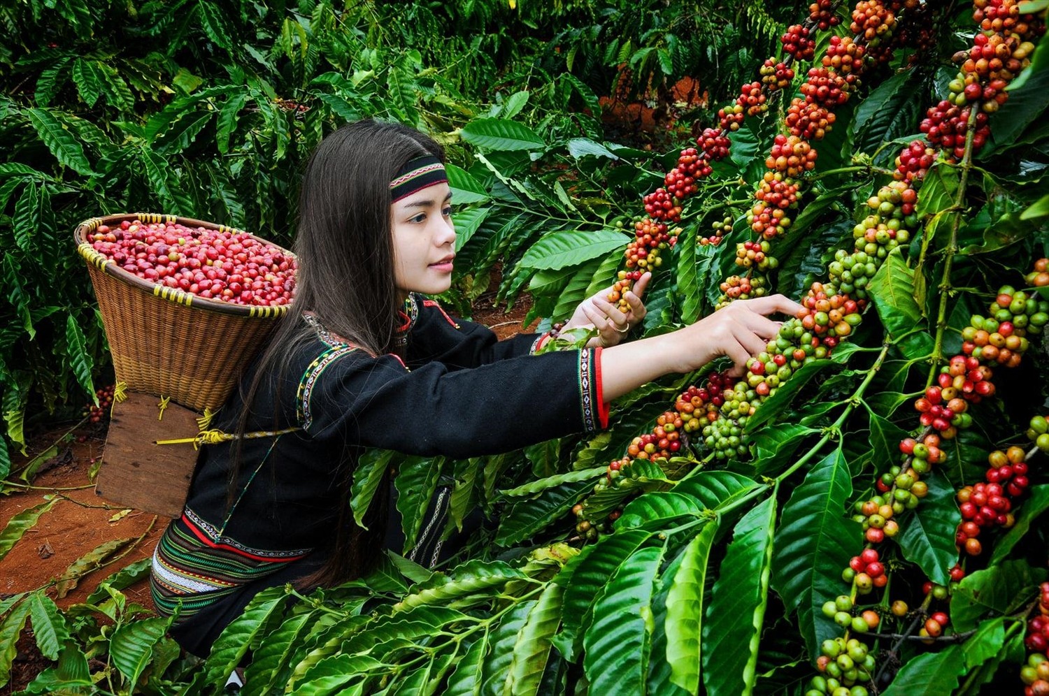 COFFEE EXPORTS TOWARDS 4 BILLION USD RECORD