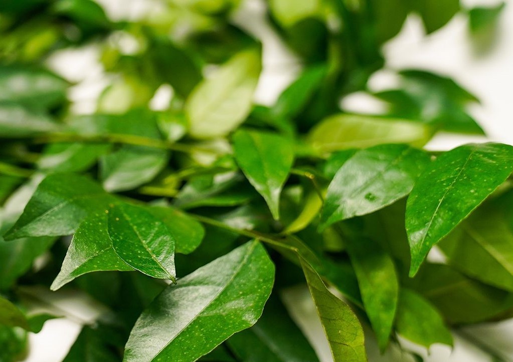 CLAUSENA INDICA LEAVES – THE TRADITIONAL SPICE OF THE NORTHERN MOUNTAIN