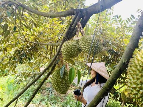 BIG WIN IN CHINA, DURIAN WILL BECOME A BILLION-DOLLAR FRUIT