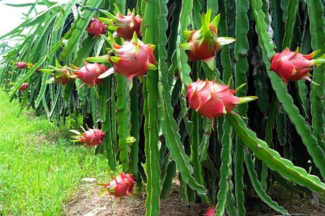 CHINA INCREASES PURCHASES, SHALL VIETNAM'S FRUIT PRICES RISE SHARPLY?
