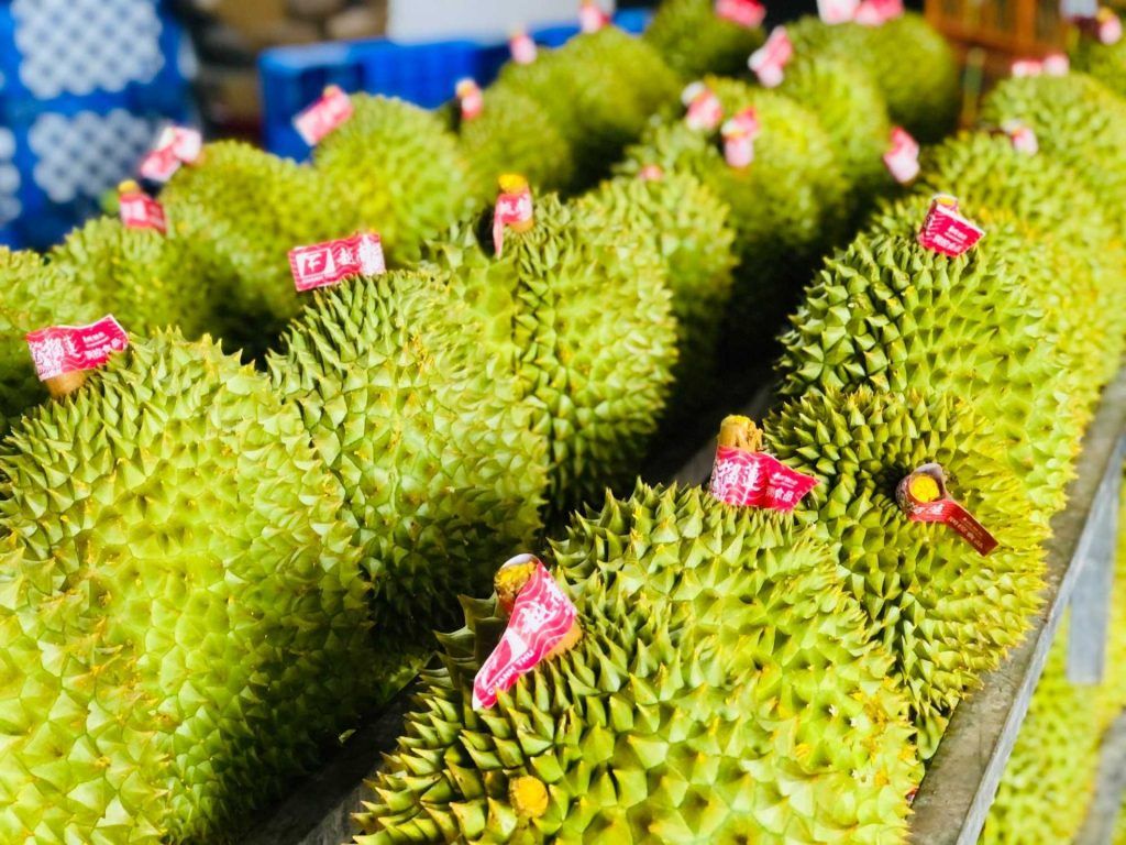 DURIAN IS HEADING TO BILLION-DOLLAR EXPORT SALES