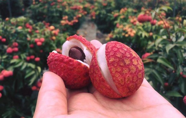 EXPAND LYCHEE CONSUMPTION IN THE DOMESTIC AND FOREIGN MARKETS IN 2023