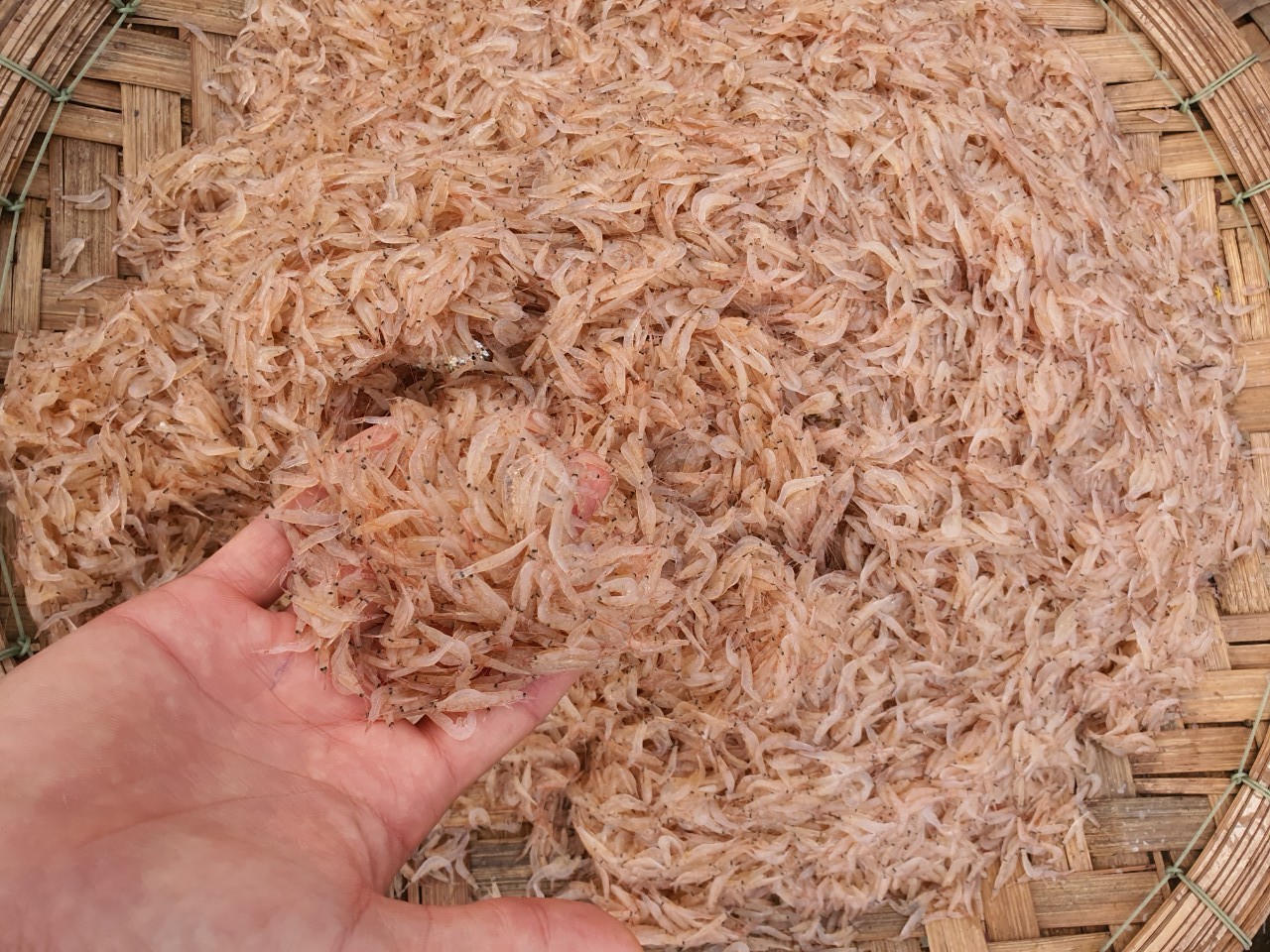 DRIED BABY SHRIMP TO THE WORLD
