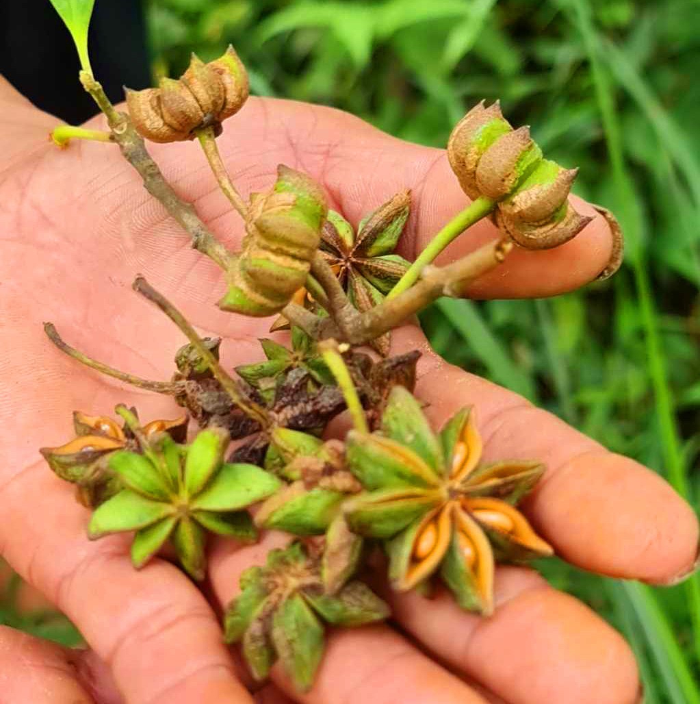 STAR ANISE CROP IN BINH LIEM