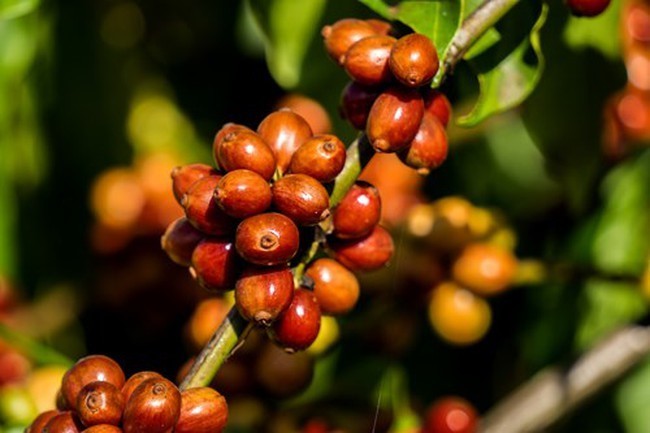 ROBUSTA COFFEE PRICES INCREASED SHARPLY