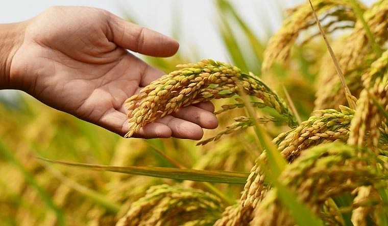 INDONESIA PLANS TO BUY TWO MILLION TONS OF RICE, WHICH IS AN ...
