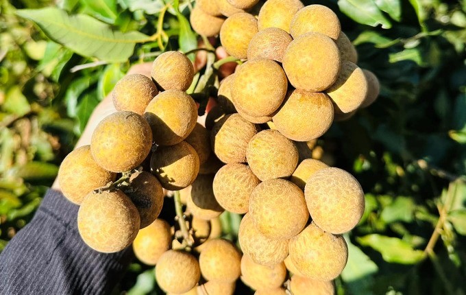 VIETNAM’S LONGAN EXPORTS EARNED MORE THAN 14 MILLION USD