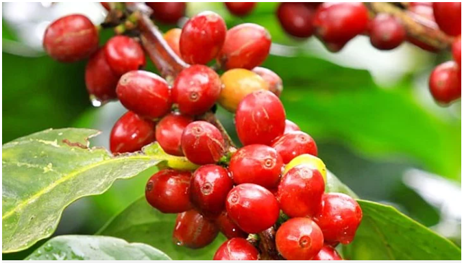 COFFEE PRICES REACHED NEW HIGHS AGAIN WHEN PURCHASING POWER INCREASED