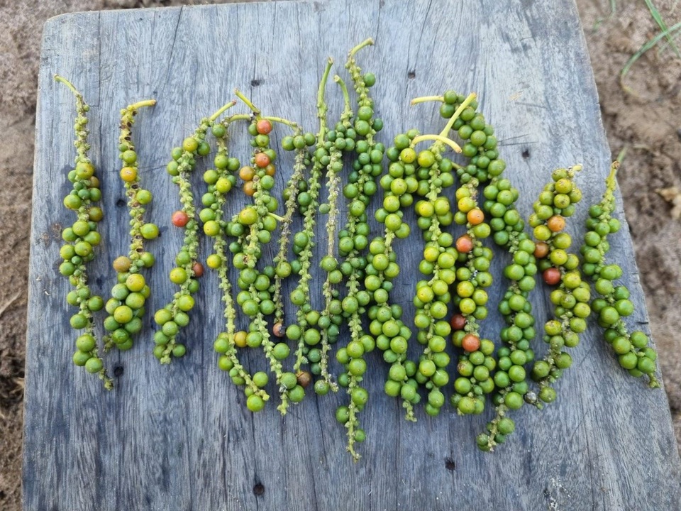 PEPPER PRICES ARE AT THEIR HIGHEST LEVEL IN THE LAST 8 YEARS