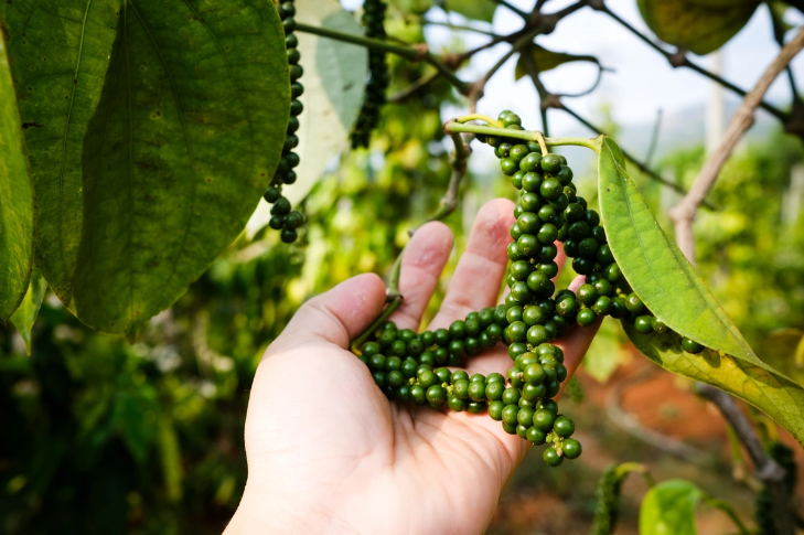 VIETNAM’S PEPPER EXPORTS IN JULY REACHED NEARLY 22,000 TONS